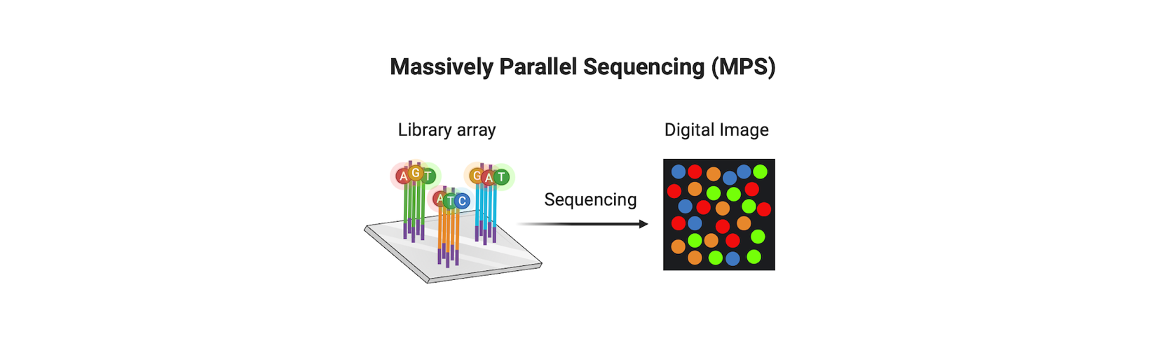 Navigating the Leap from STRs to SNPs in Forensic DNA Testing - Othram